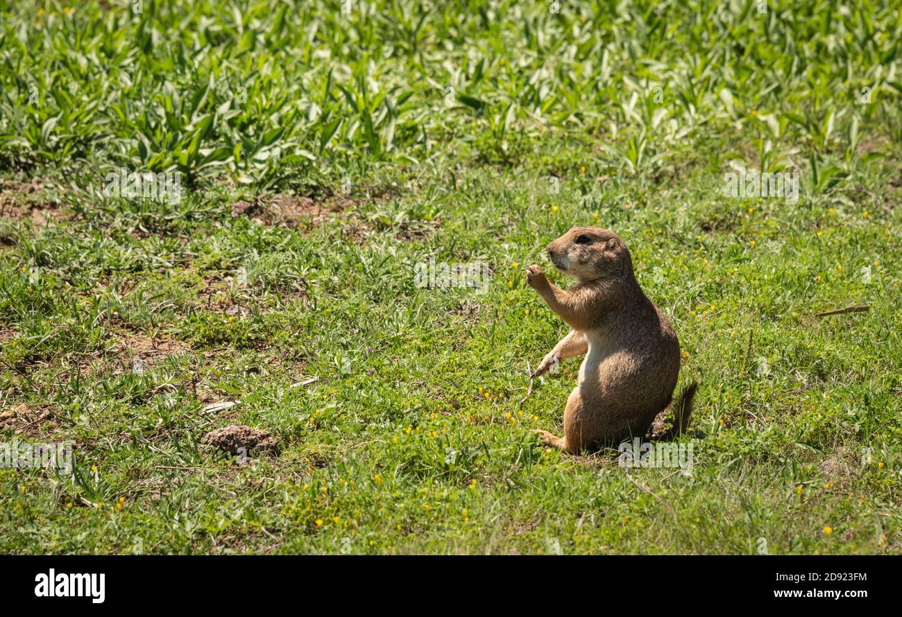 Wichita mountains national wildlife area hi-res stock photography and ...