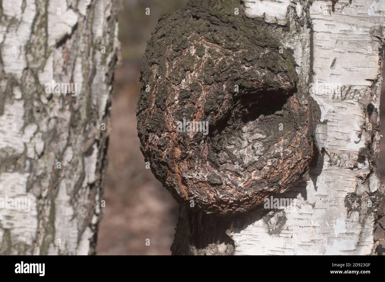 Burl on birch hi-res stock photography and images - Alamy