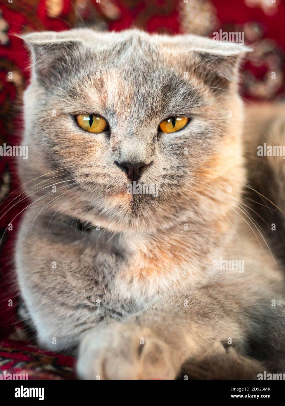 Lovely tortoise british cat resting on the bed Stock Photo - Alamy