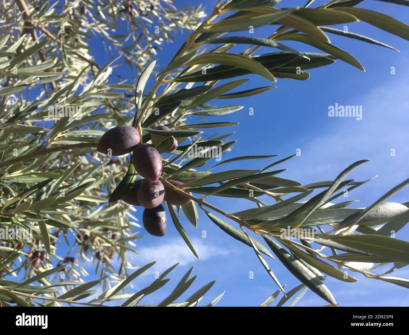 Arboles fruta hi-res stock photography and images - Alamy