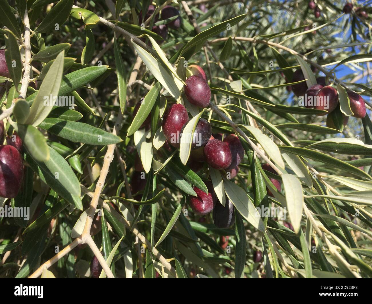 Olives ripening in olive trees Stock Photo - Alamy