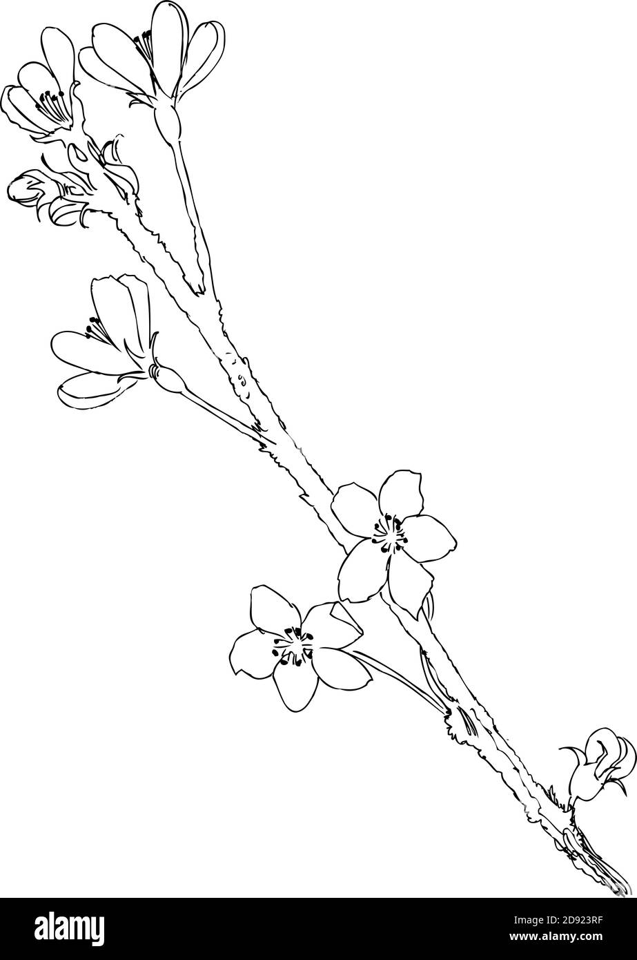 Cherry Tree Branch Coloring Page