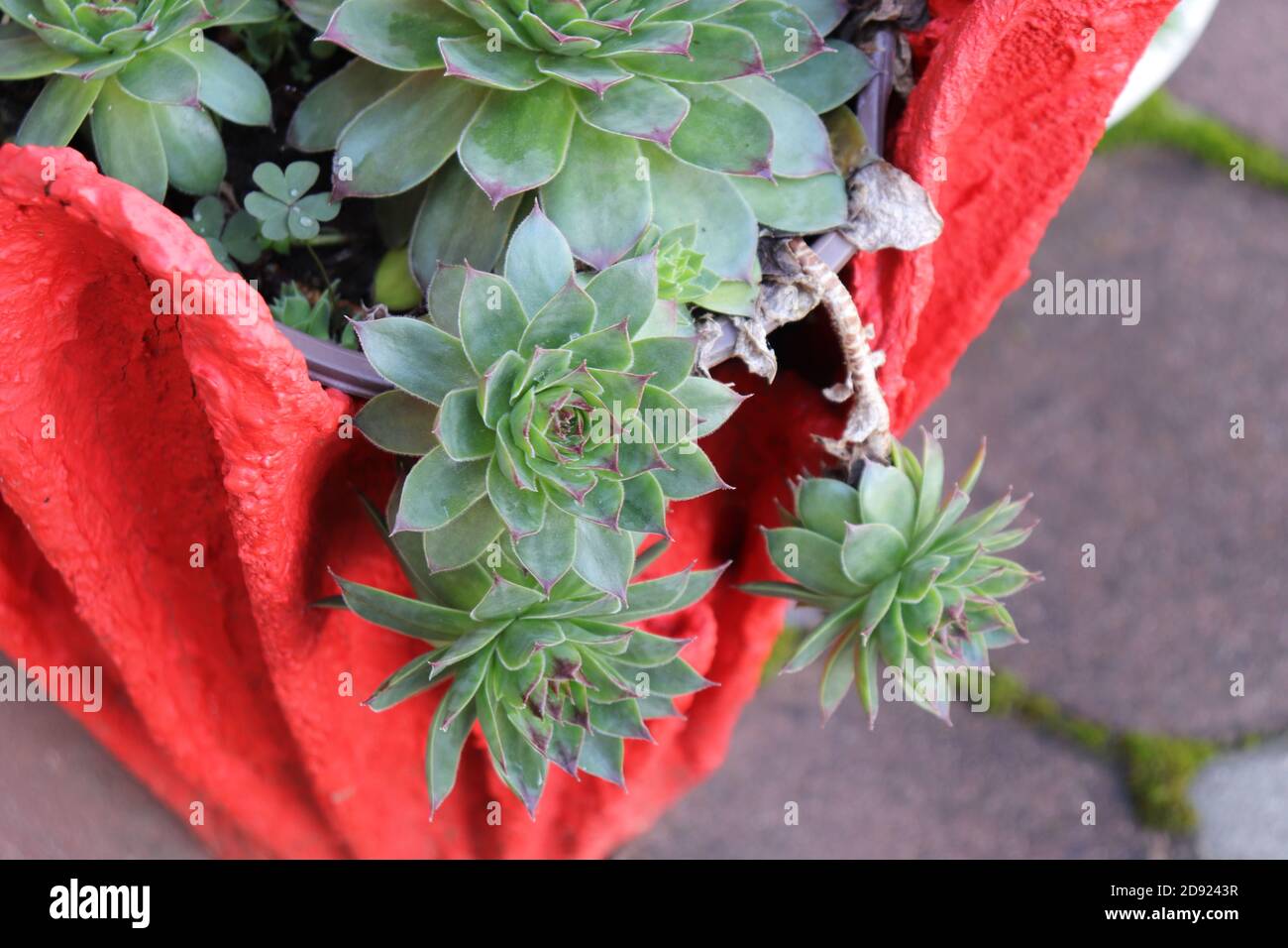 Common Houseleek or Sempervivum tectorum Stock Photo - Alamy