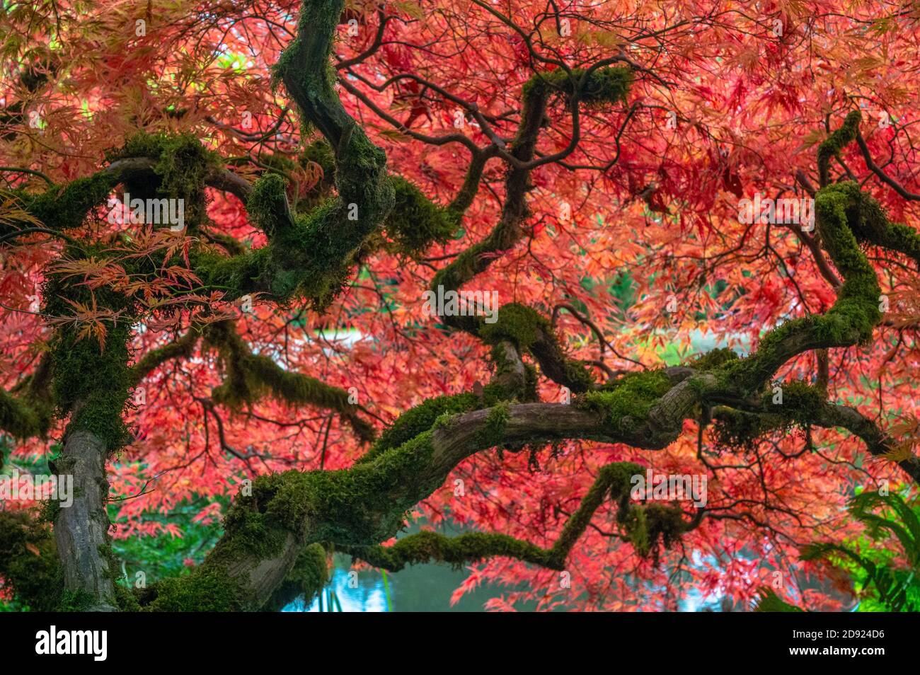 Red Japanese Maple in the fall season at the Kubota Japanese Garden in ...