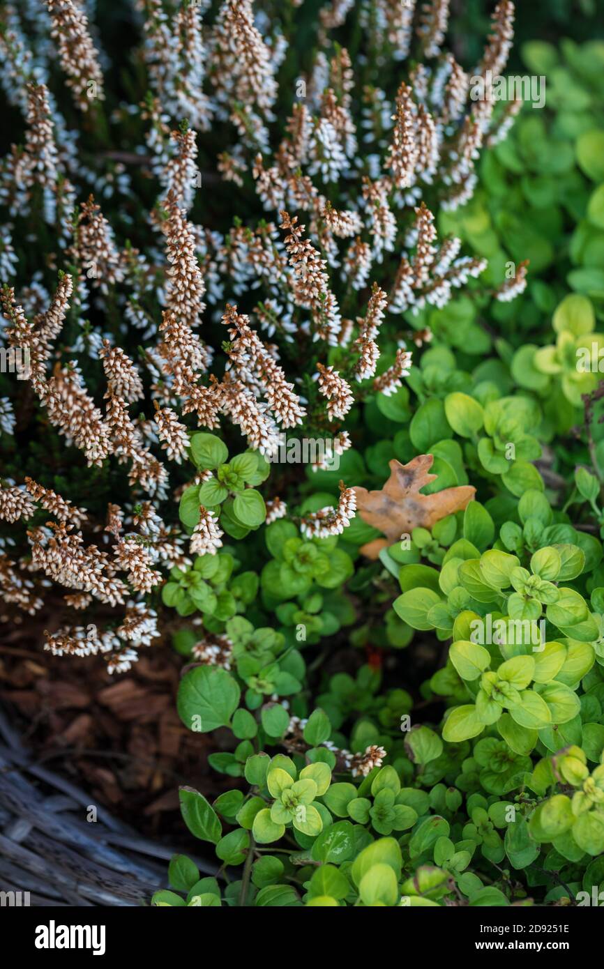 Heather twig hi-res stock photography and images - Alamy