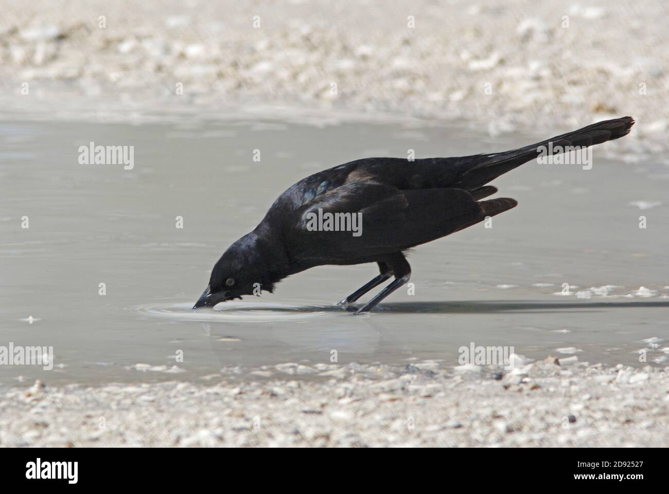 Boat-tailed Grackle (Quiscalus major) male drinking from puddle Sanibel ...