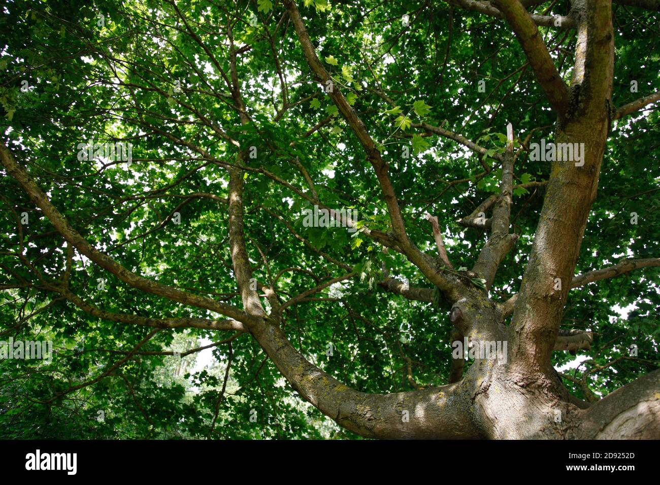 Wide spreading tree hi-res stock photography and images - Alamy