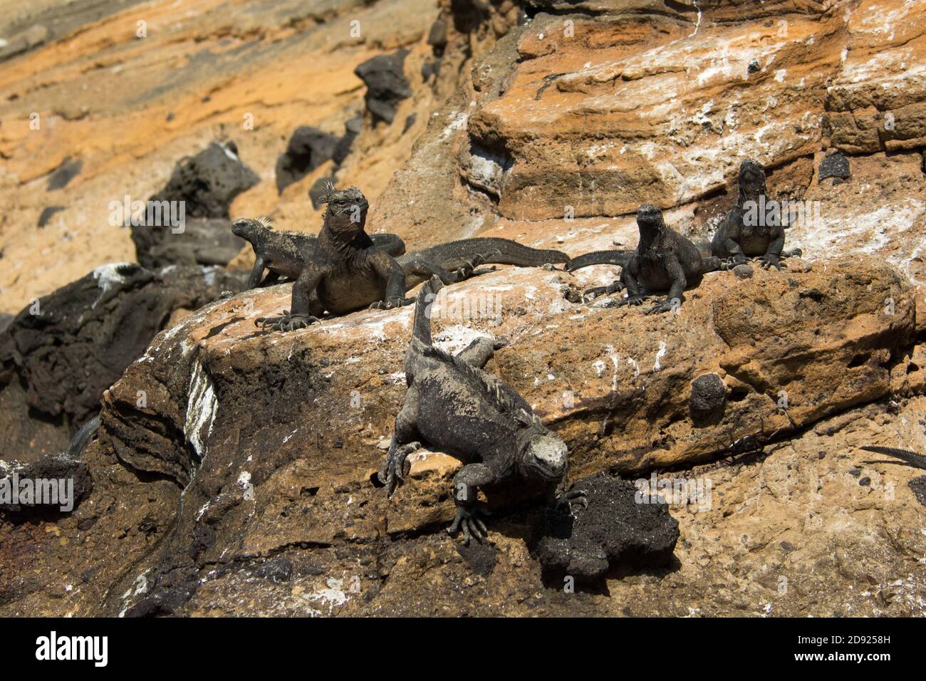 Marine iguana on the rocky lava shore of Punta Vicente Roca at Isabela ...