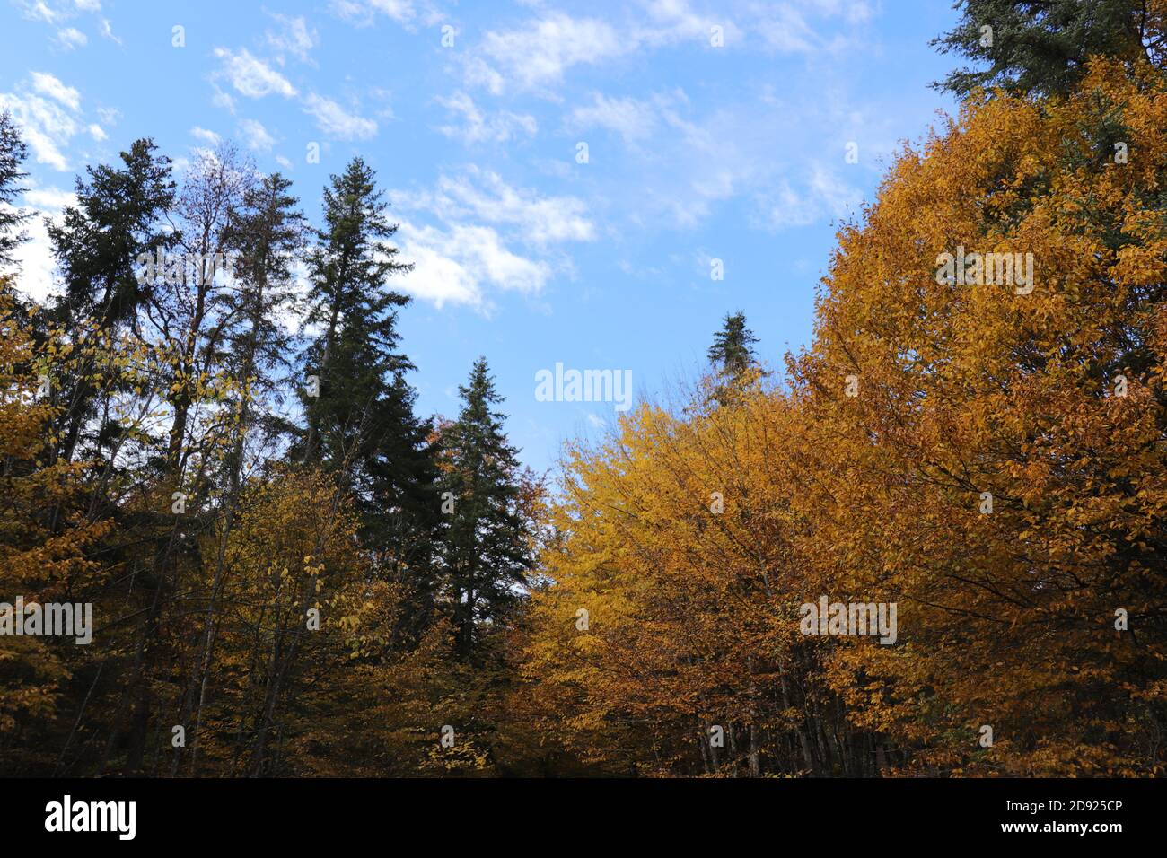 Interesting and colorful tree shapes in the autumn forest Stock Photo ...
