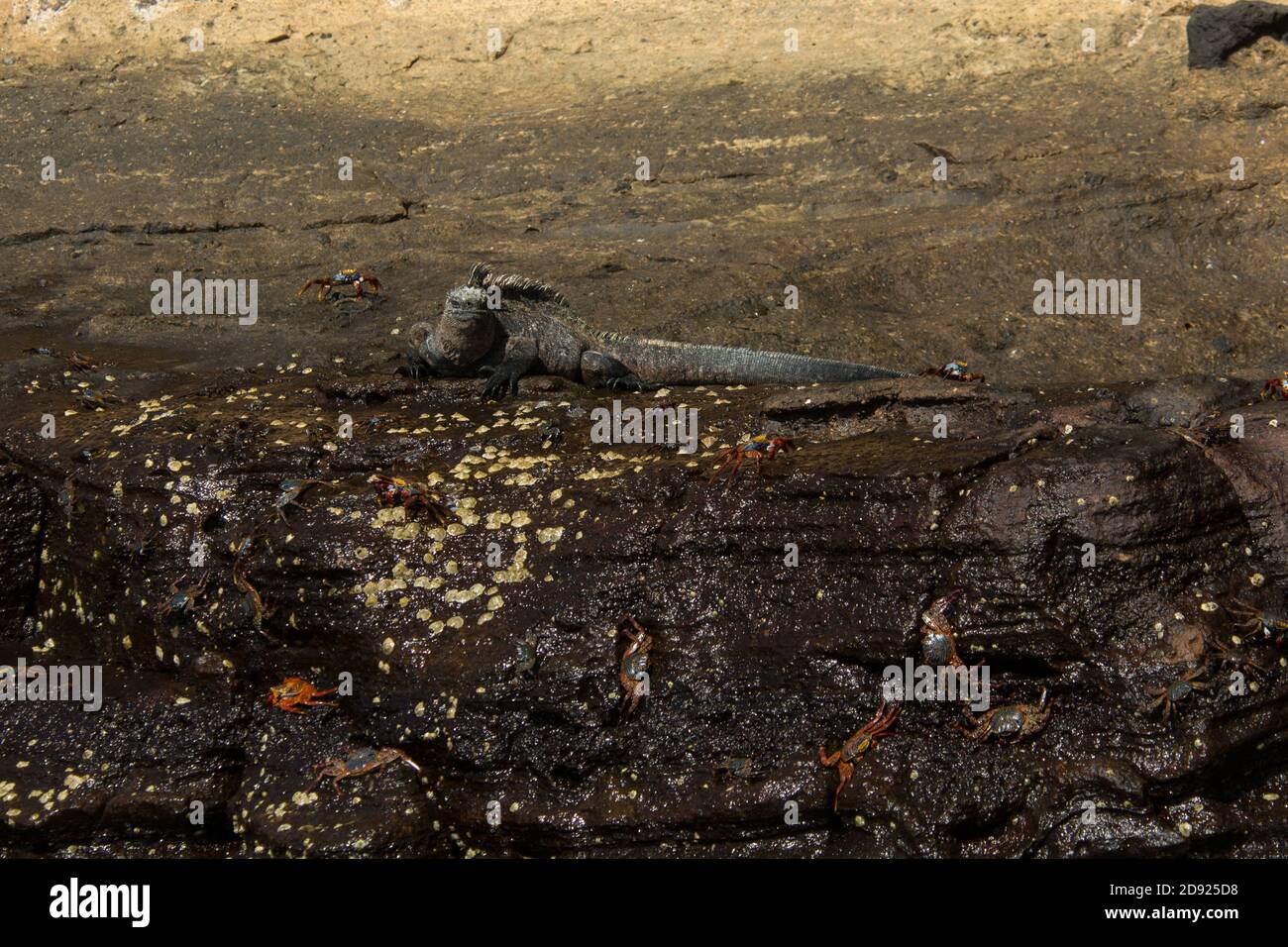 Marine iguana on the rocky lava shore of Punta Vicente Roca at Isabela ...