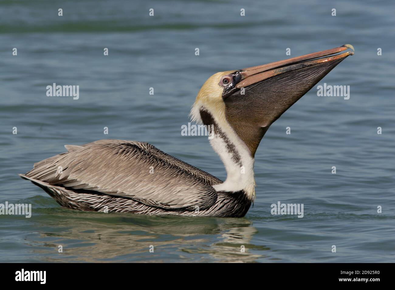 Brown Pelican (Pelecanus occidentalis) adult on sea swallowing fish ...