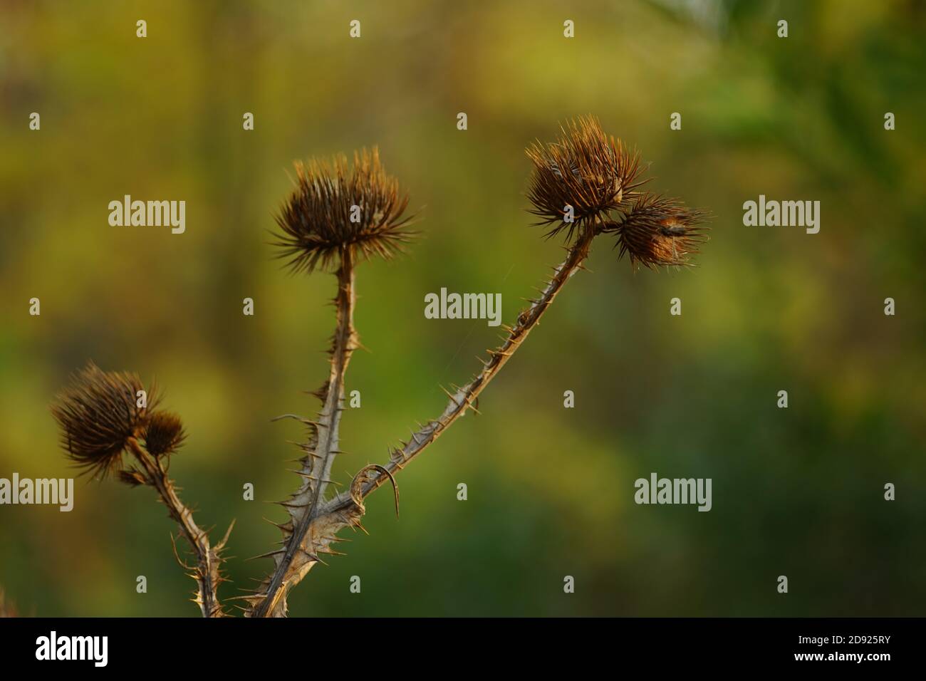 Dry thorn forest hi-res stock photography and images - Alamy