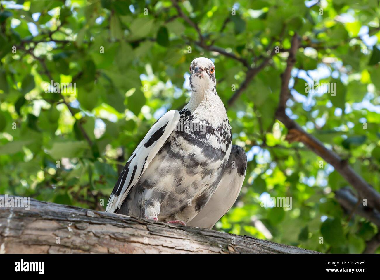 Pigeon on green background color hi-res stock photography and images ...
