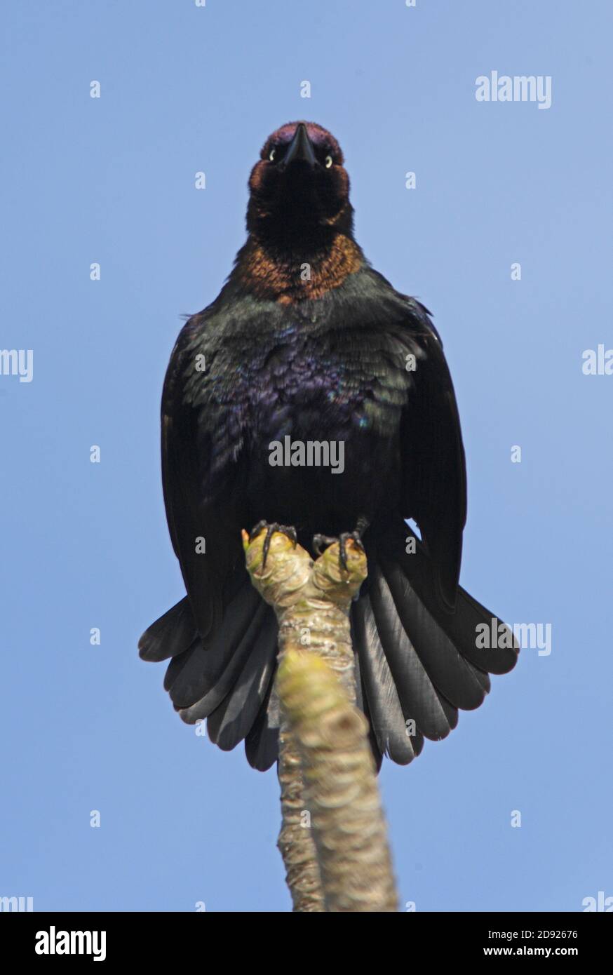 Common Grackle (Quiscalus quiscula) flock male displaying from tree top ...