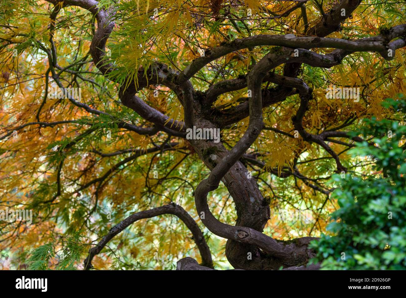 Japanese maple tree hi-res stock photography and images - Alamy