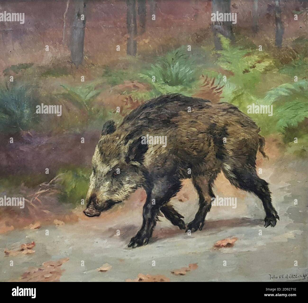 Marcassin hi-res stock photography and images - Alamy