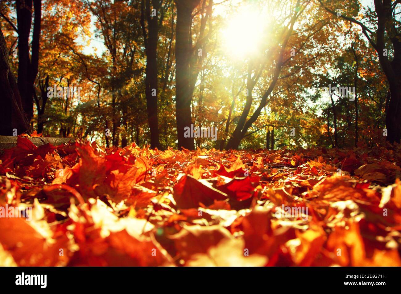 Beautiful autumn background with yellow and red leaves Stock Photo - Alamy
