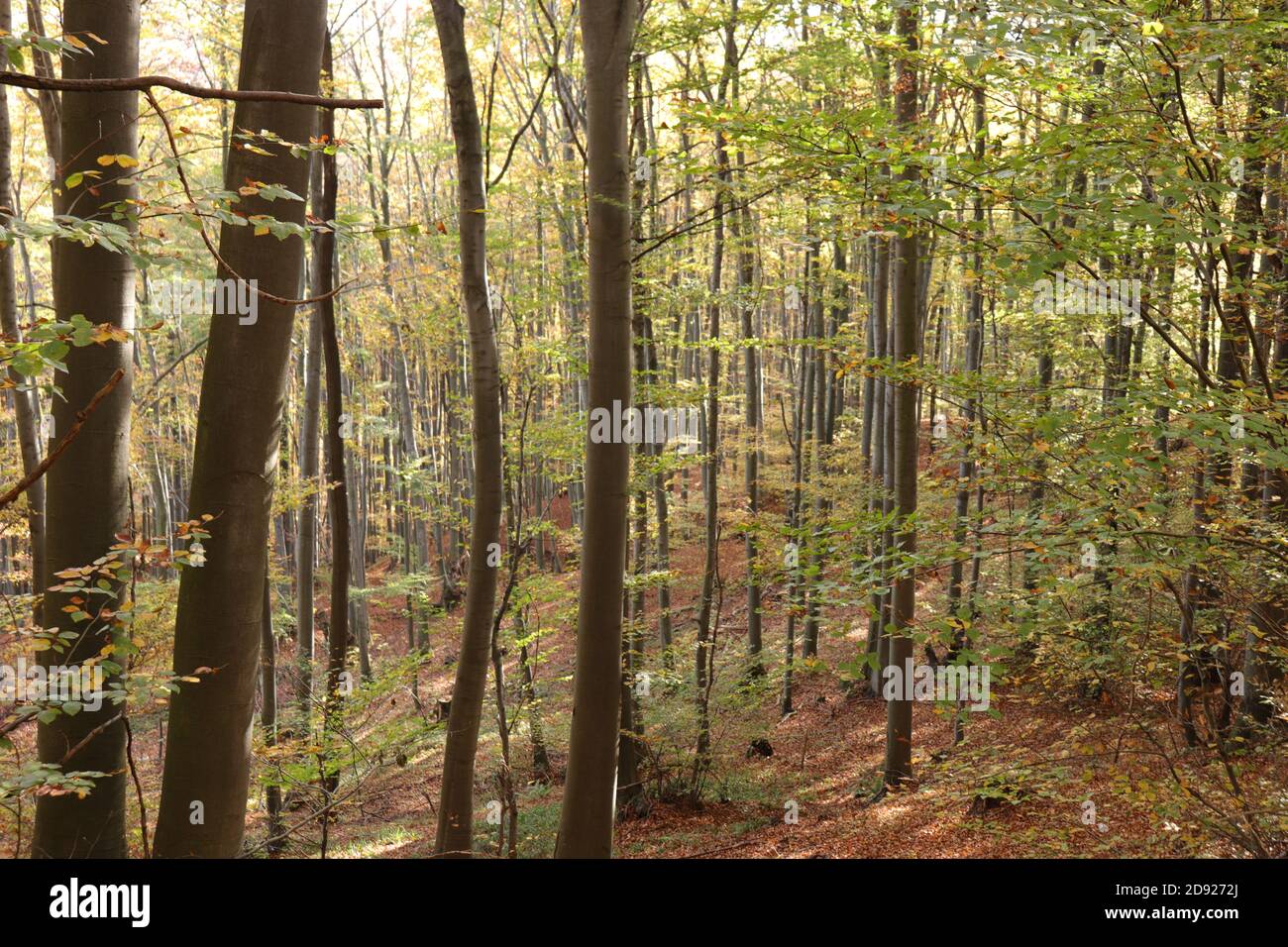 Interesting and colorful tree shapes in the autumn forest Stock Photo ...