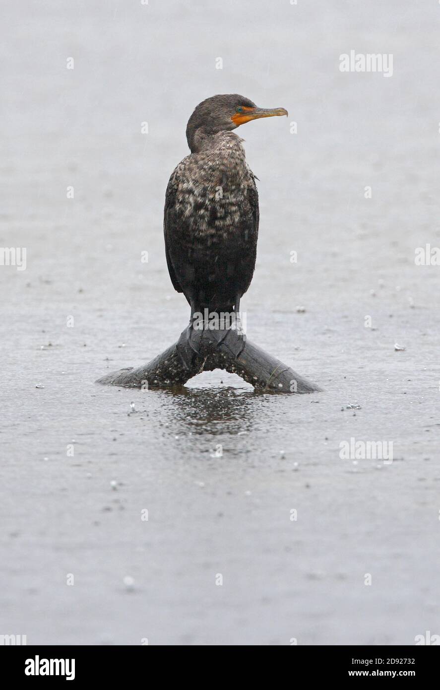 Double-crested Cormorant (Phalacrocorax auritus) immature standing on ...