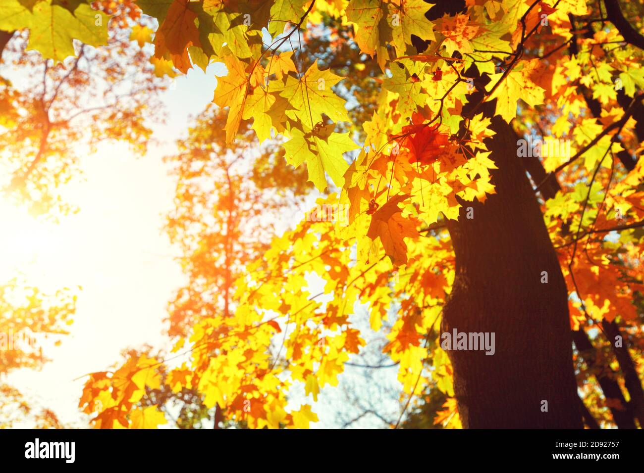 Beautiful autumn background with yellow and red leaves Stock Photo - Alamy