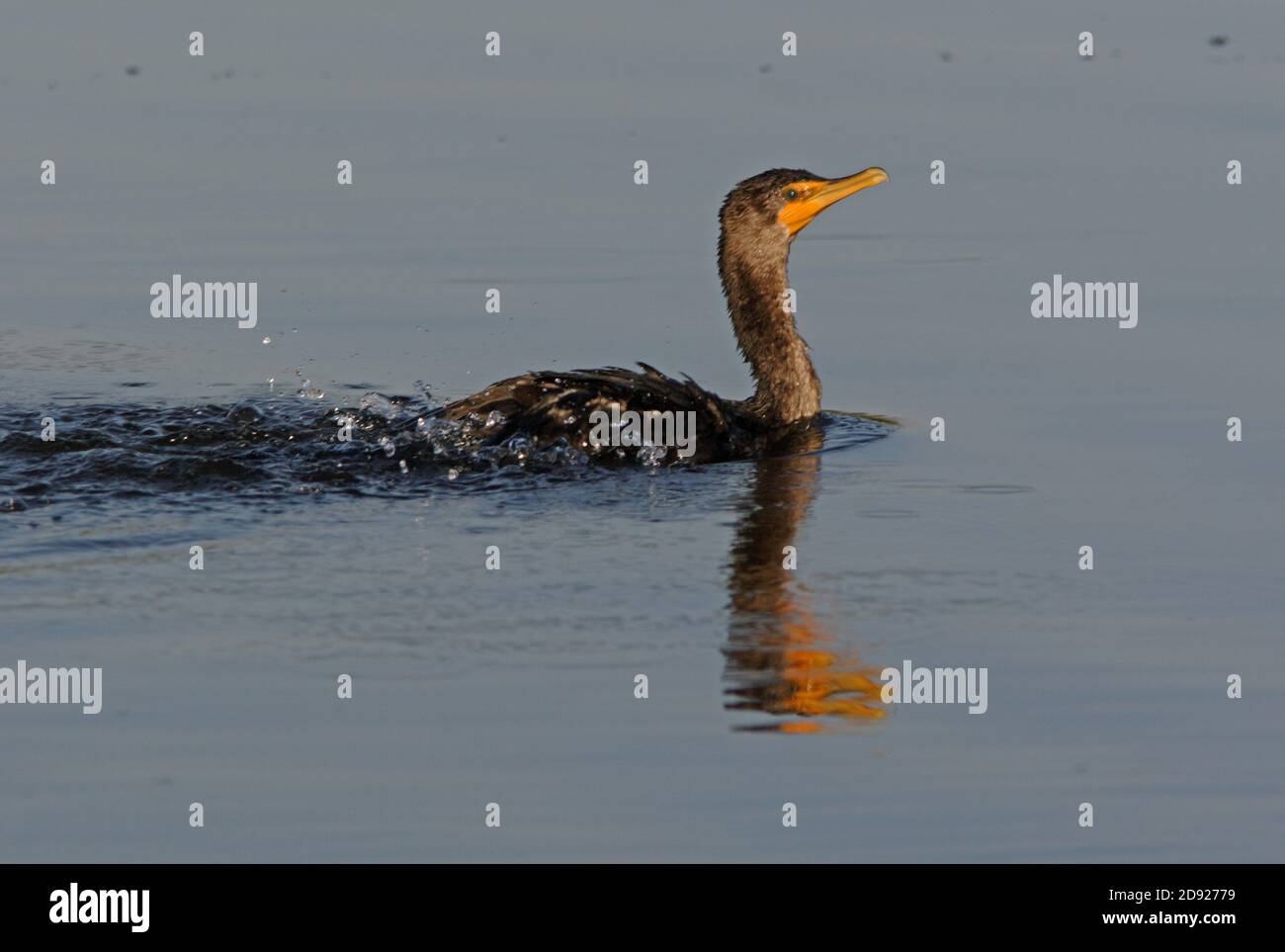 Juvenile double crested cormorant hi-res stock photography and images ...