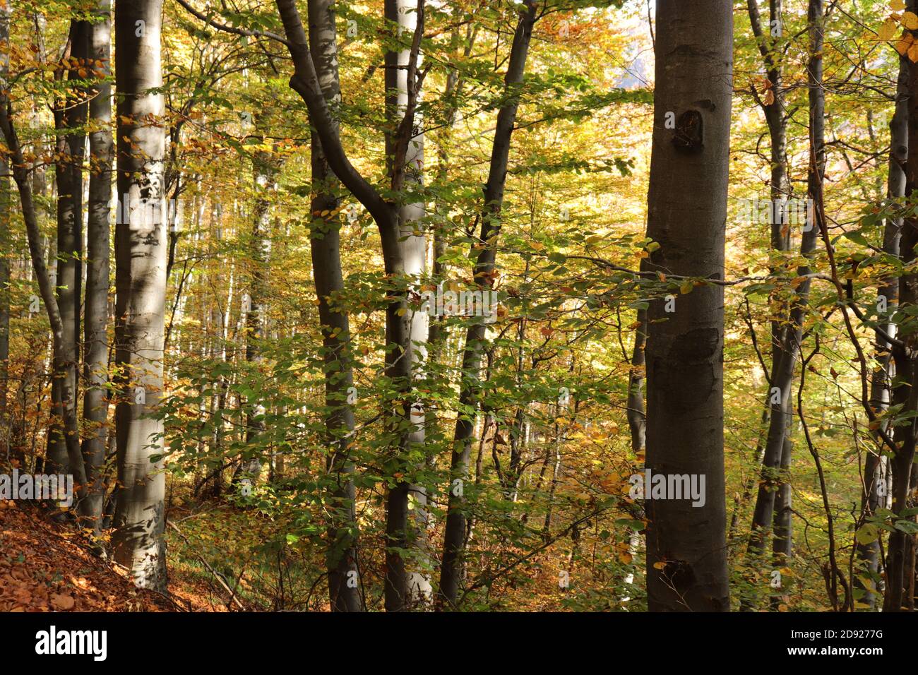 Interesting and colorful tree shapes in the autumn forest Stock Photo ...