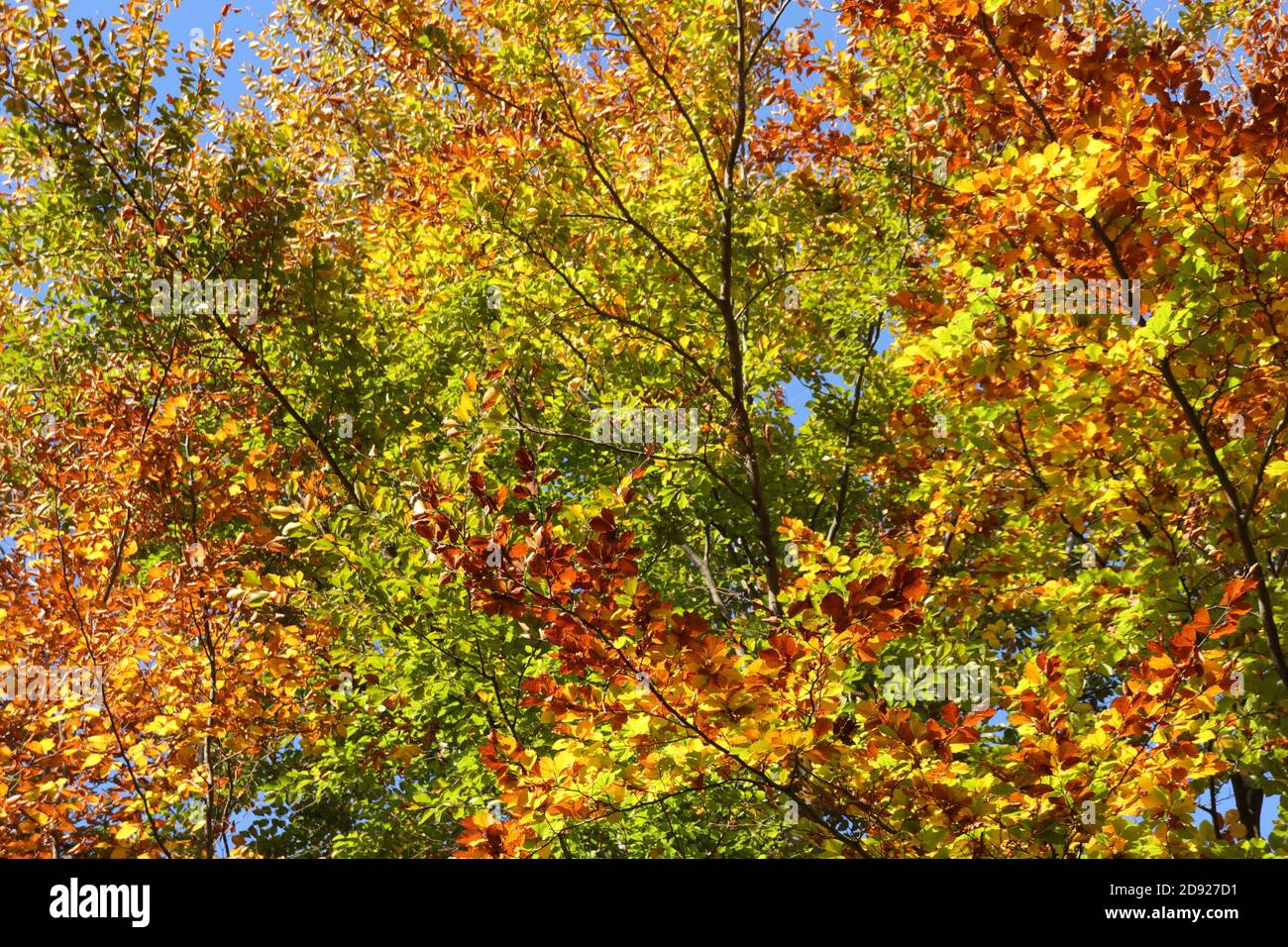 Interesting and colorful tree shapes in the autumn forest Stock Photo ...