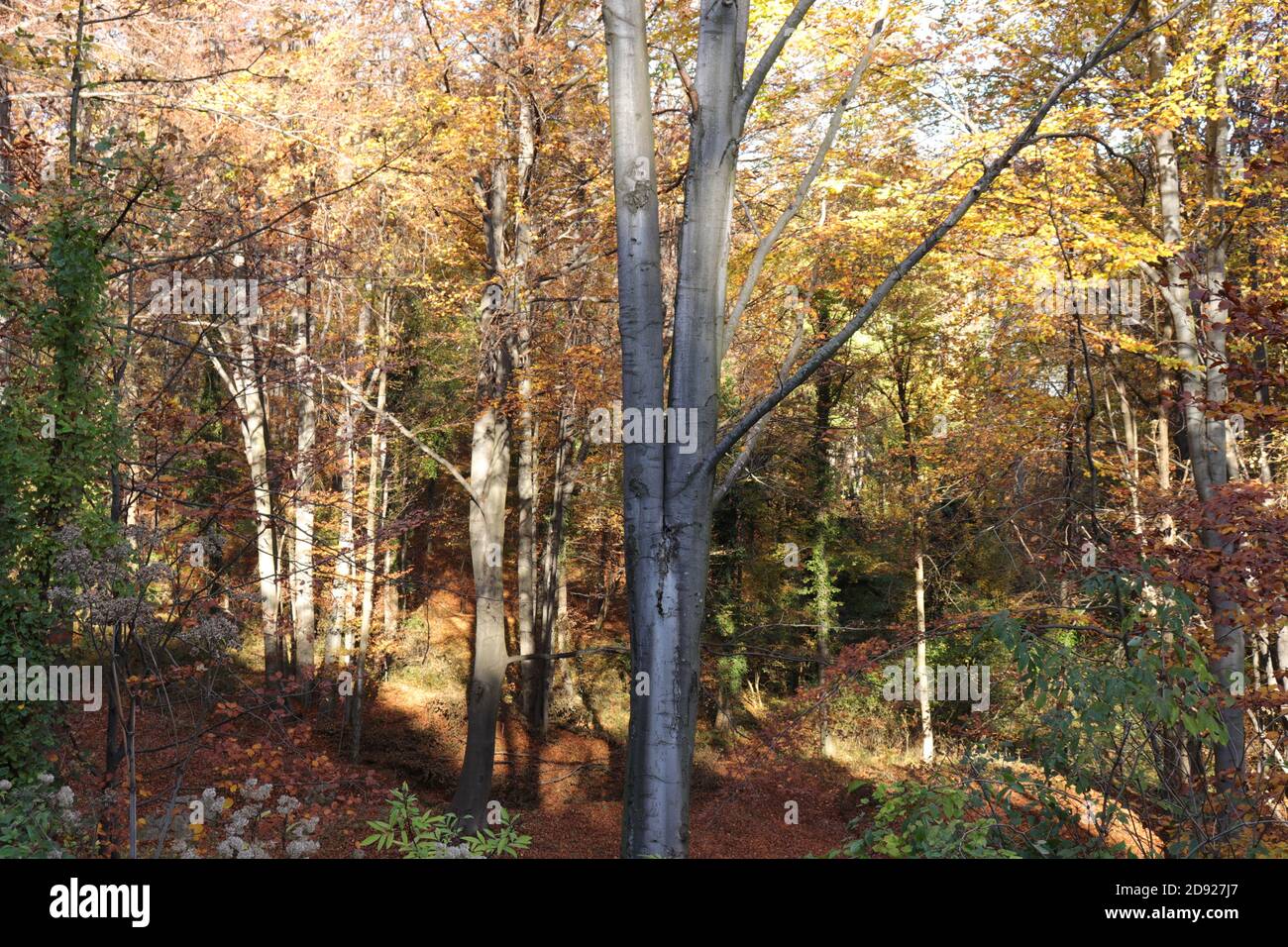 Tree shapes hi-res stock photography and images - Alamy