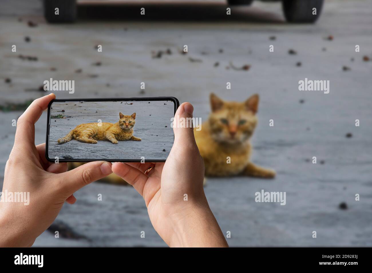 Using to take photo of animal hi-res stock photography and images - Alamy