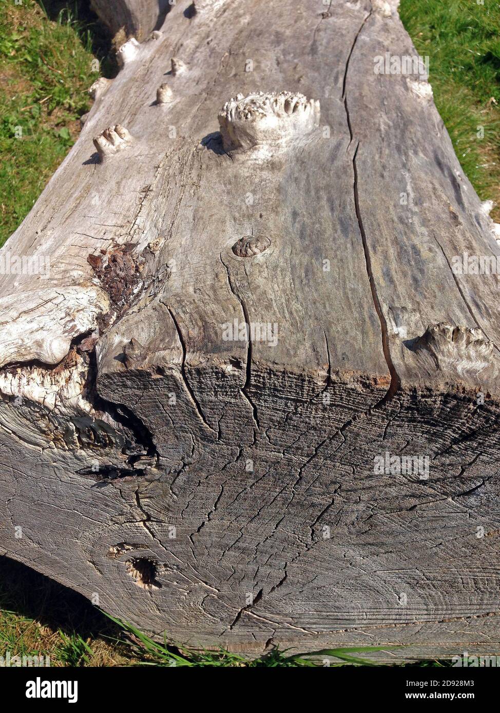 Rotten beech tree trunk hi-res stock photography and images - Alamy
