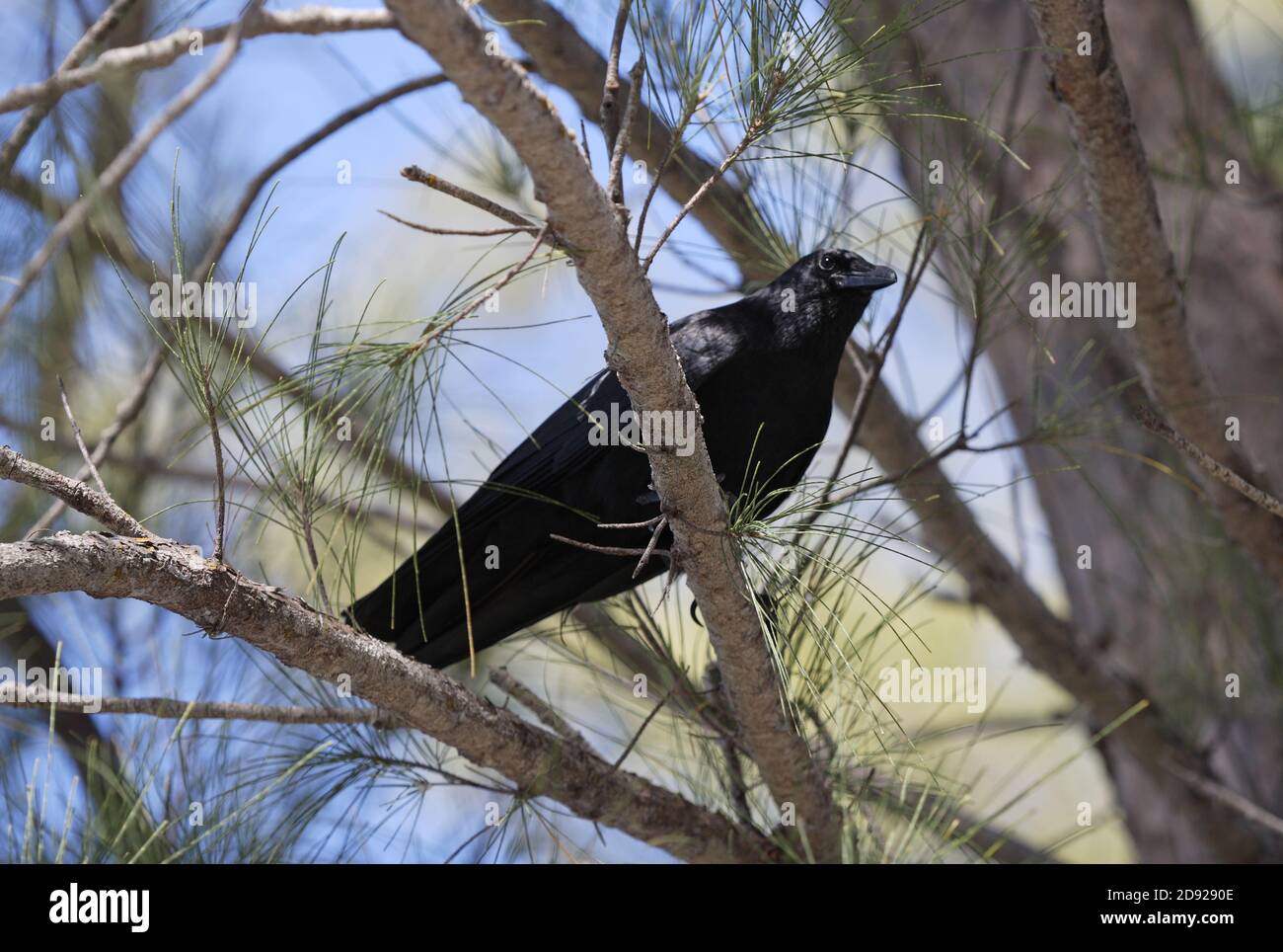 Fish Crow (Corvus ossifragus) adult perched in tree Sanibel Island ...