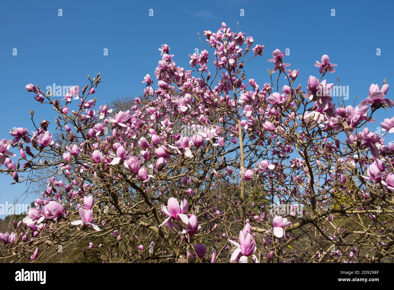 Bright Pink Spring Flowers on a Deciduous Magnolia Tree (Magnolia ...