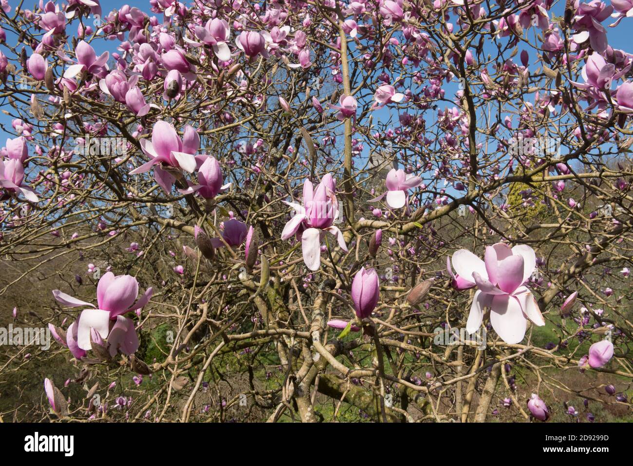 Bright Pink Spring Flowers on a Deciduous Magnolia Tree (Magnolia ...