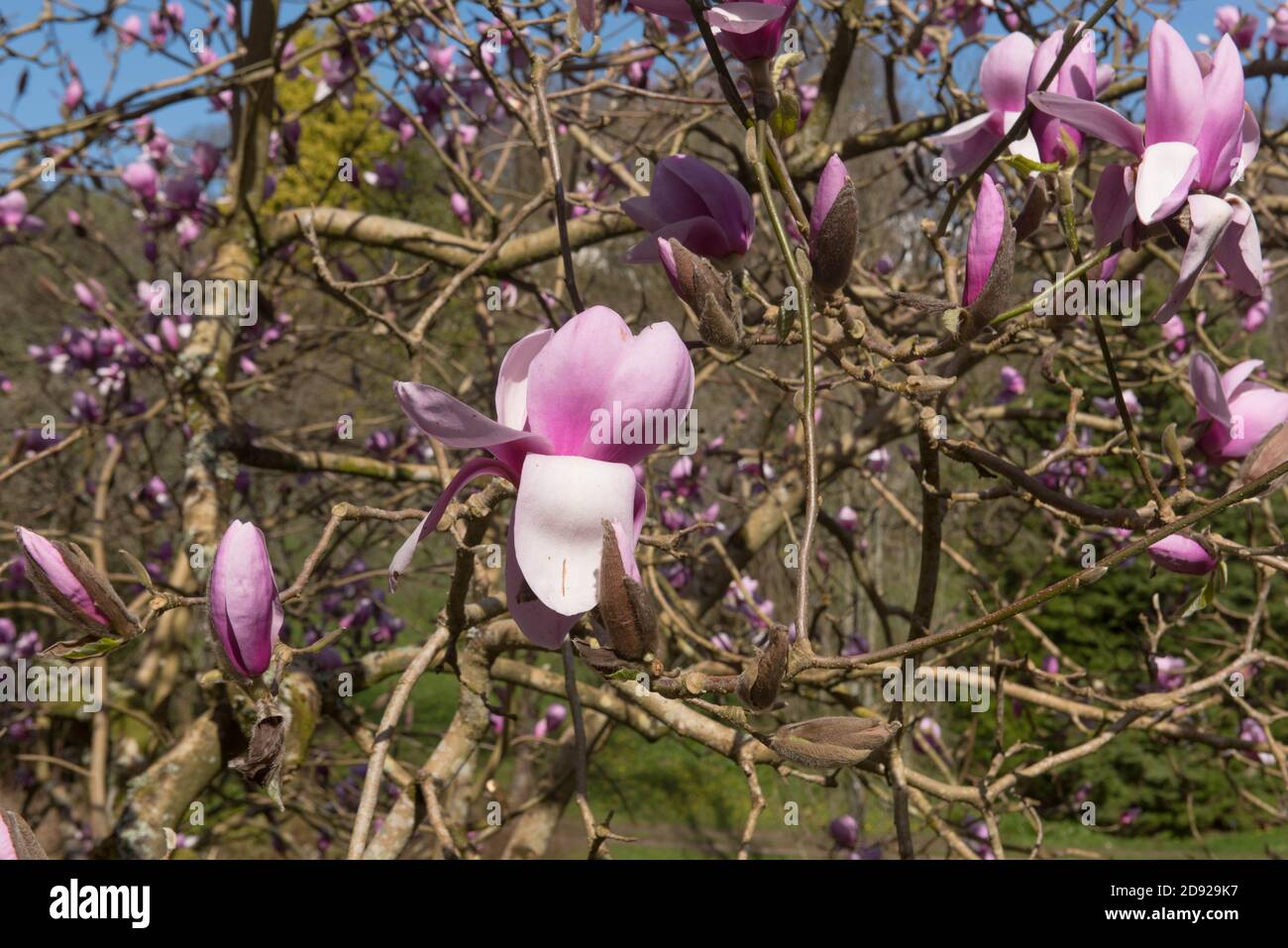Bright Pink Spring Flowers on a Deciduous Magnolia Tree (Magnolia ...