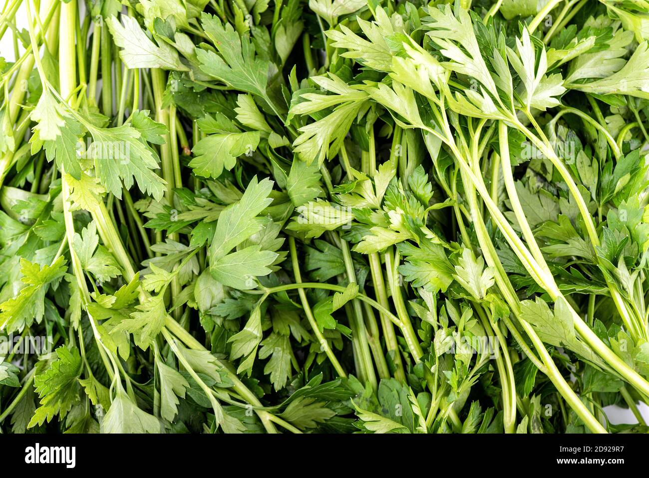 Close up of parsley leaves. Parsley leaf texture. Food background ...