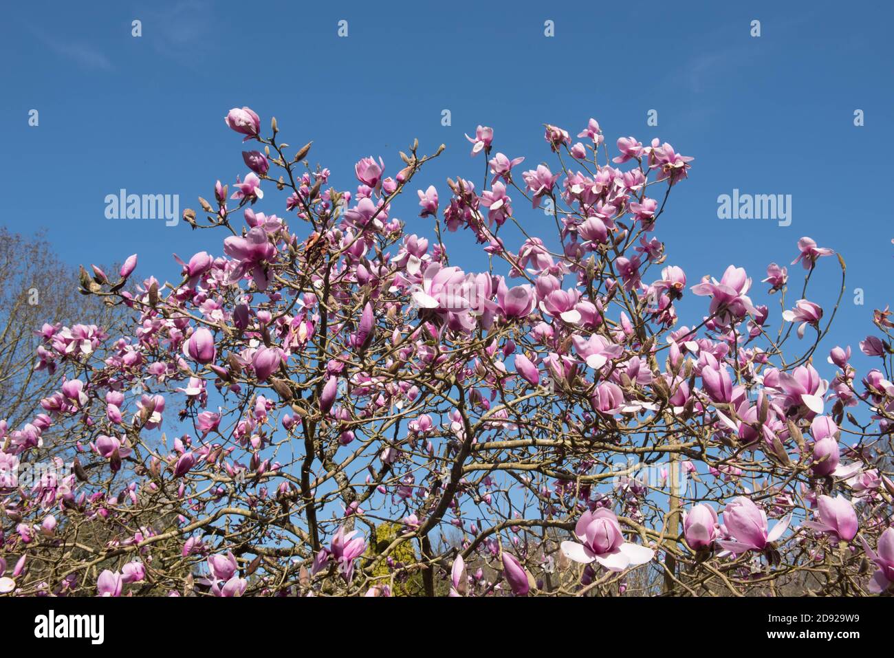 Bright Pink Spring Flowers on a Deciduous Magnolia Tree (Magnolia ...