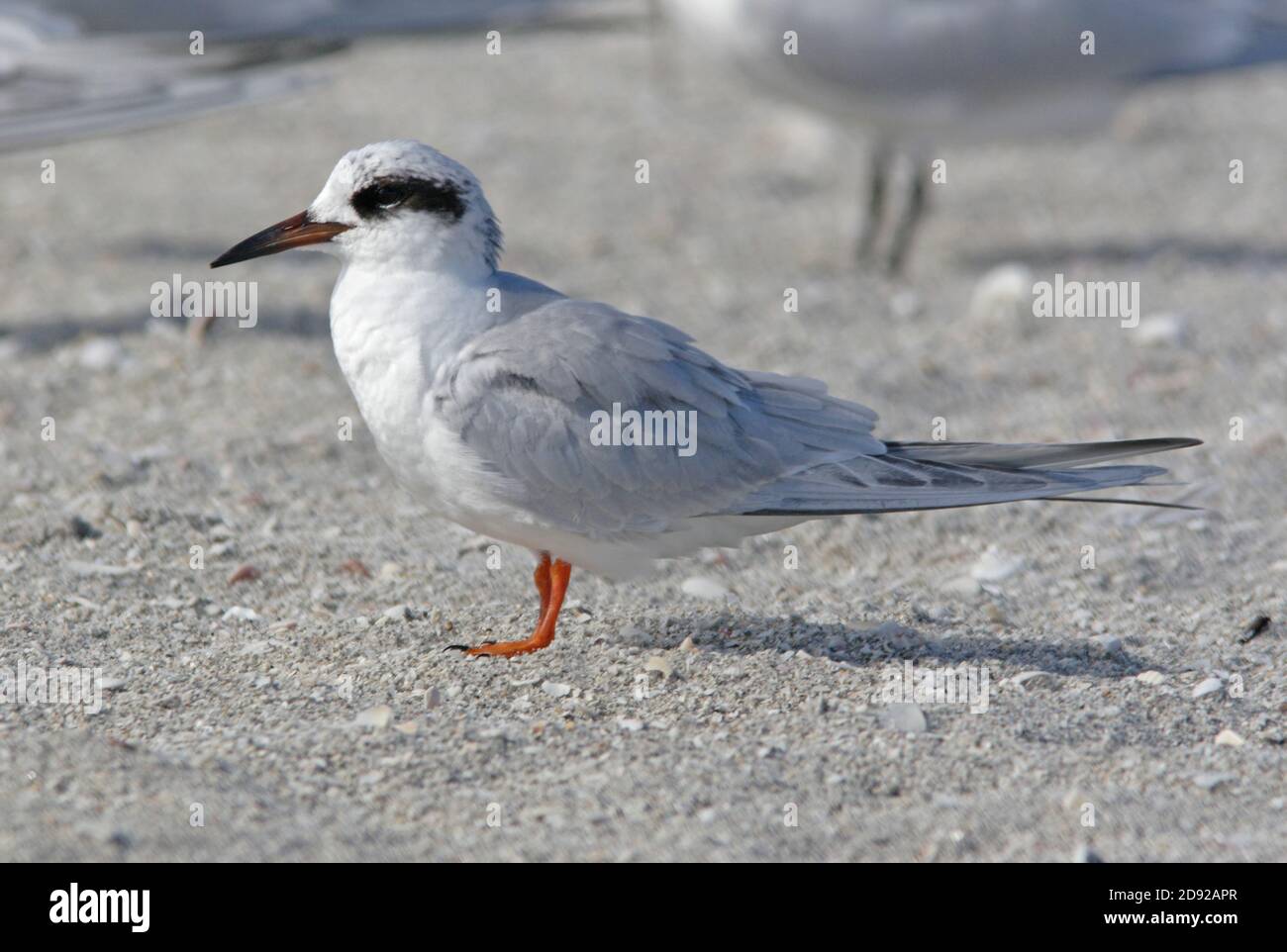 Forsters tern sterna forsteri adult hi-res stock photography and images ...