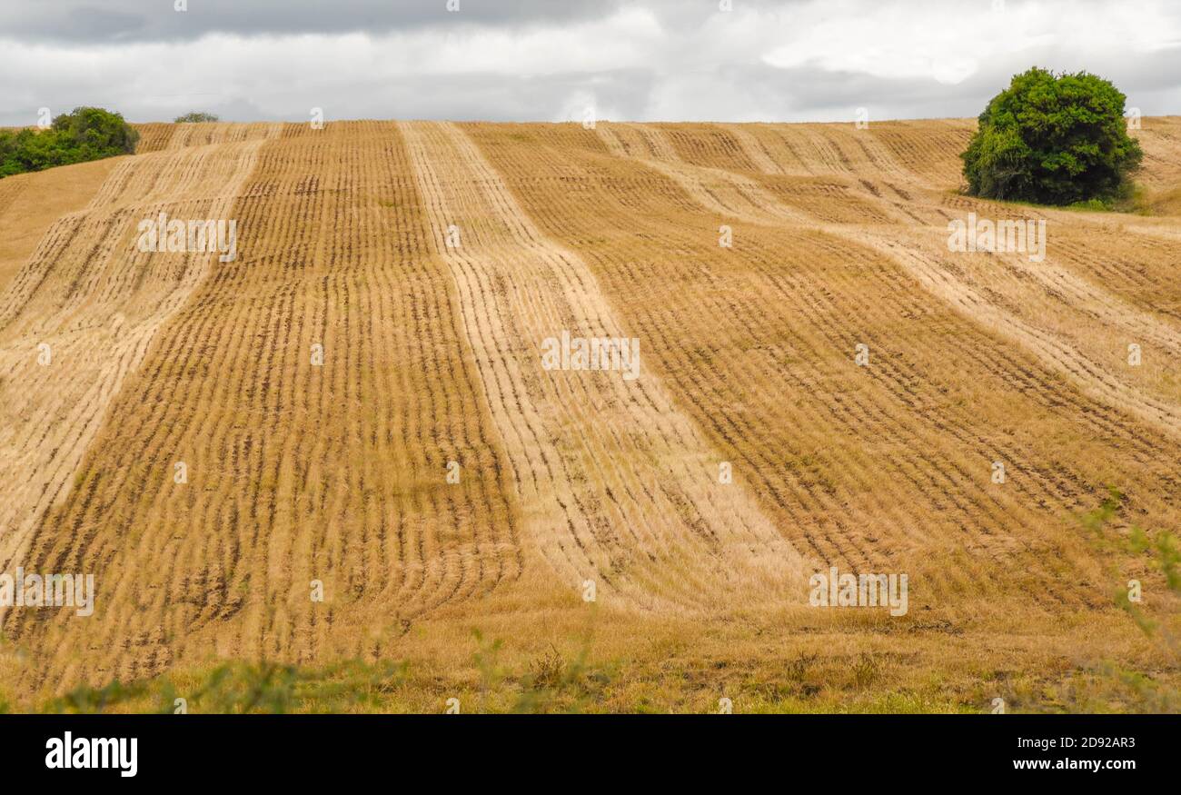 No til cultivation hi-res stock photography and images - Alamy