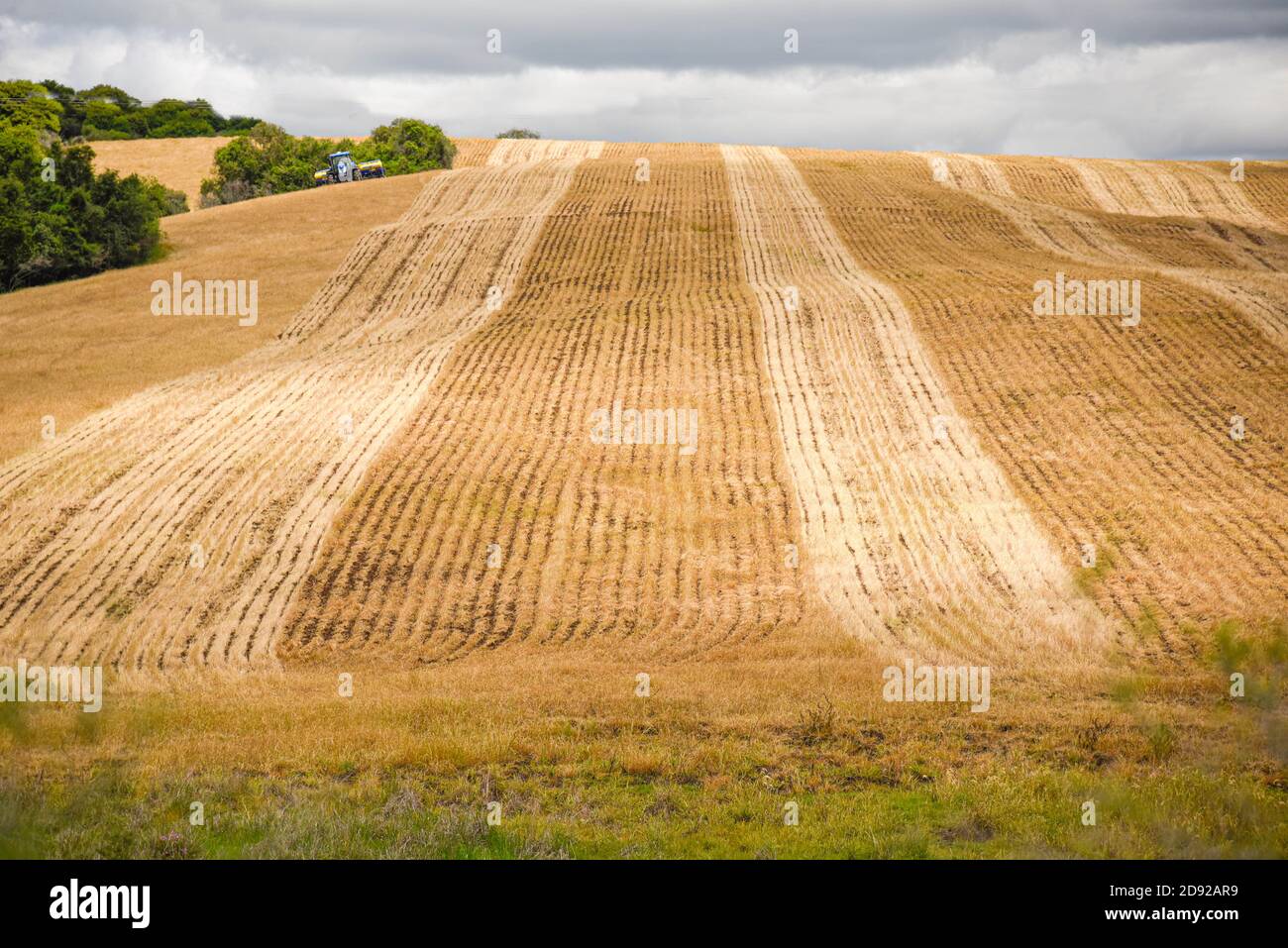 Copse planting hi-res stock photography and images - Alamy