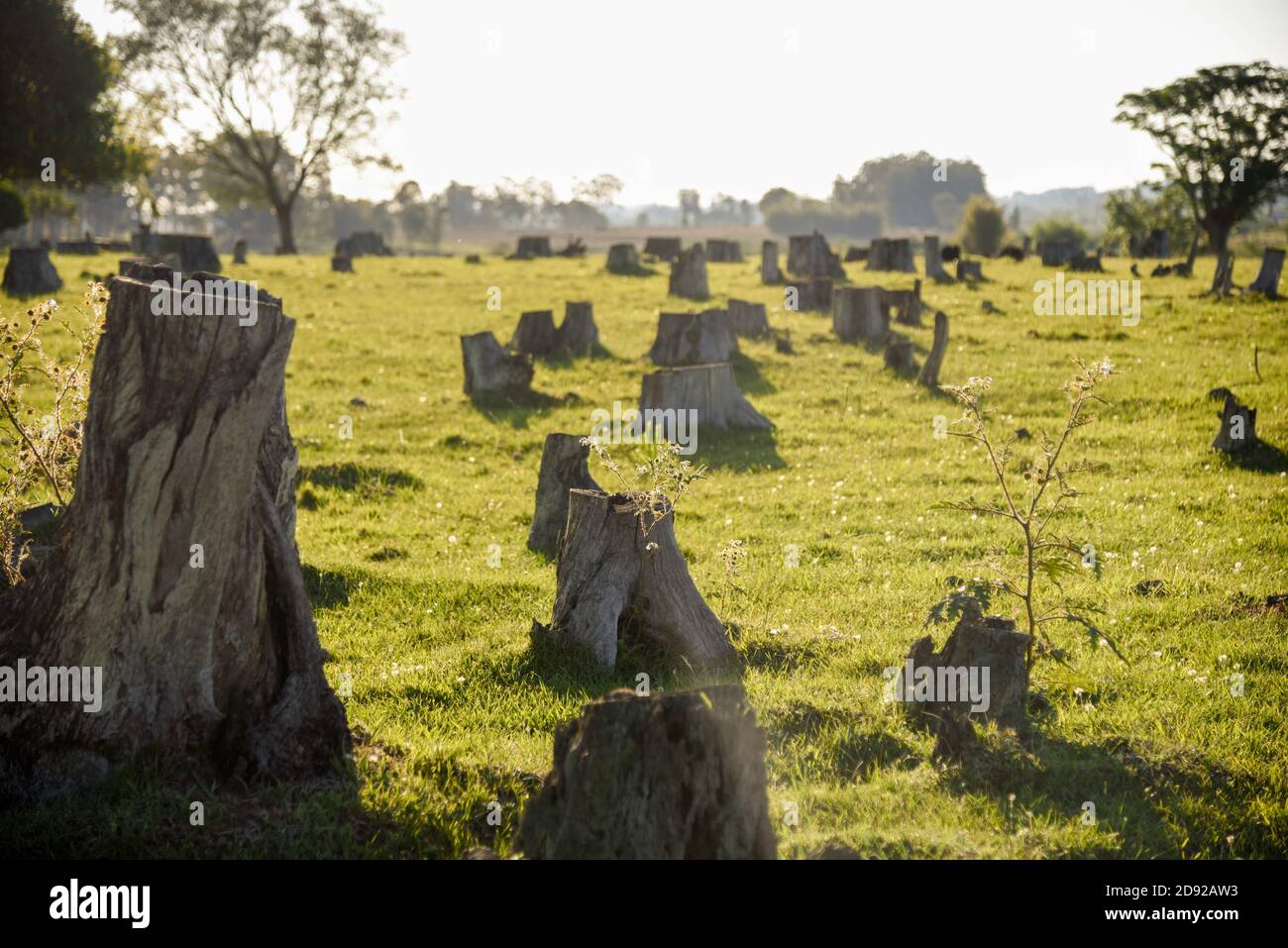 Deforested field. Environment. Preparation of cattle raising area in ...