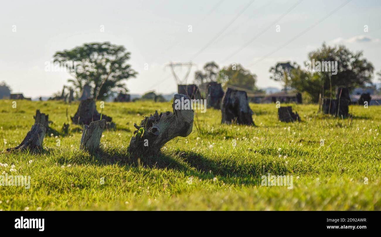Deforested field. Environment. Preparation of cattle raising area in ...