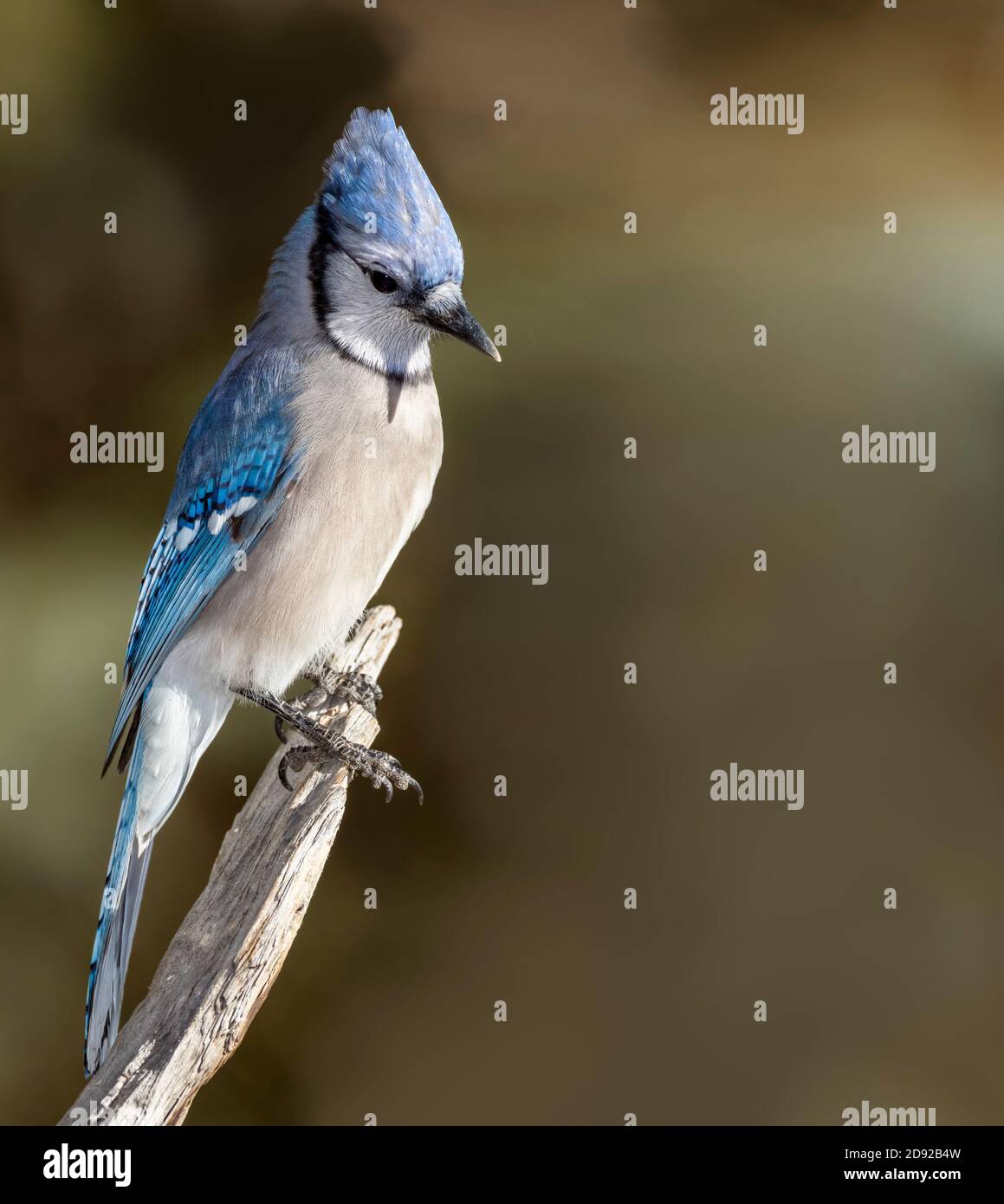 A blue jay sits atop a weathered stump in Cheyenne, Wyoming Stock Photo ...