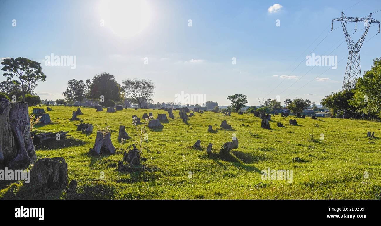 Deforested field. Environment. Preparation of cattle raising area in ...