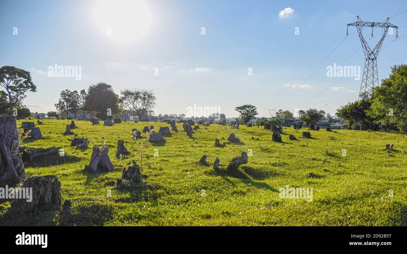 Deforested field. Environment. Preparation of cattle raising area in ...
