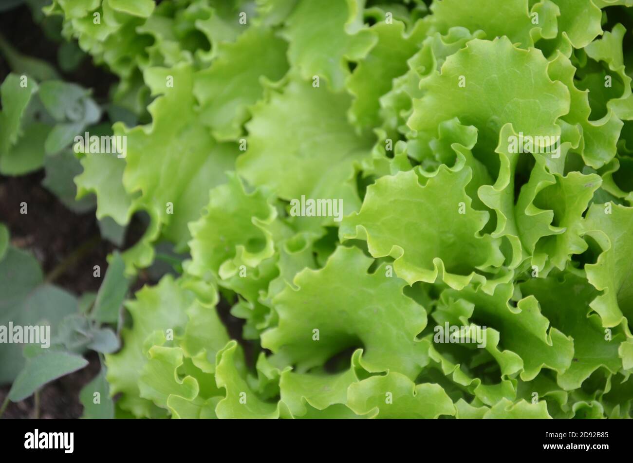 lettuce green fresh plant salad on the bed or field Stock Photo - Alamy