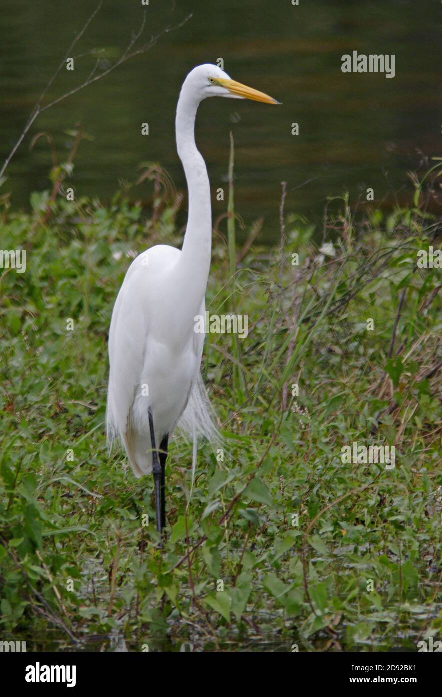 Great Egret (Ardea alba) adult standing on bank Florida February Stock ...
