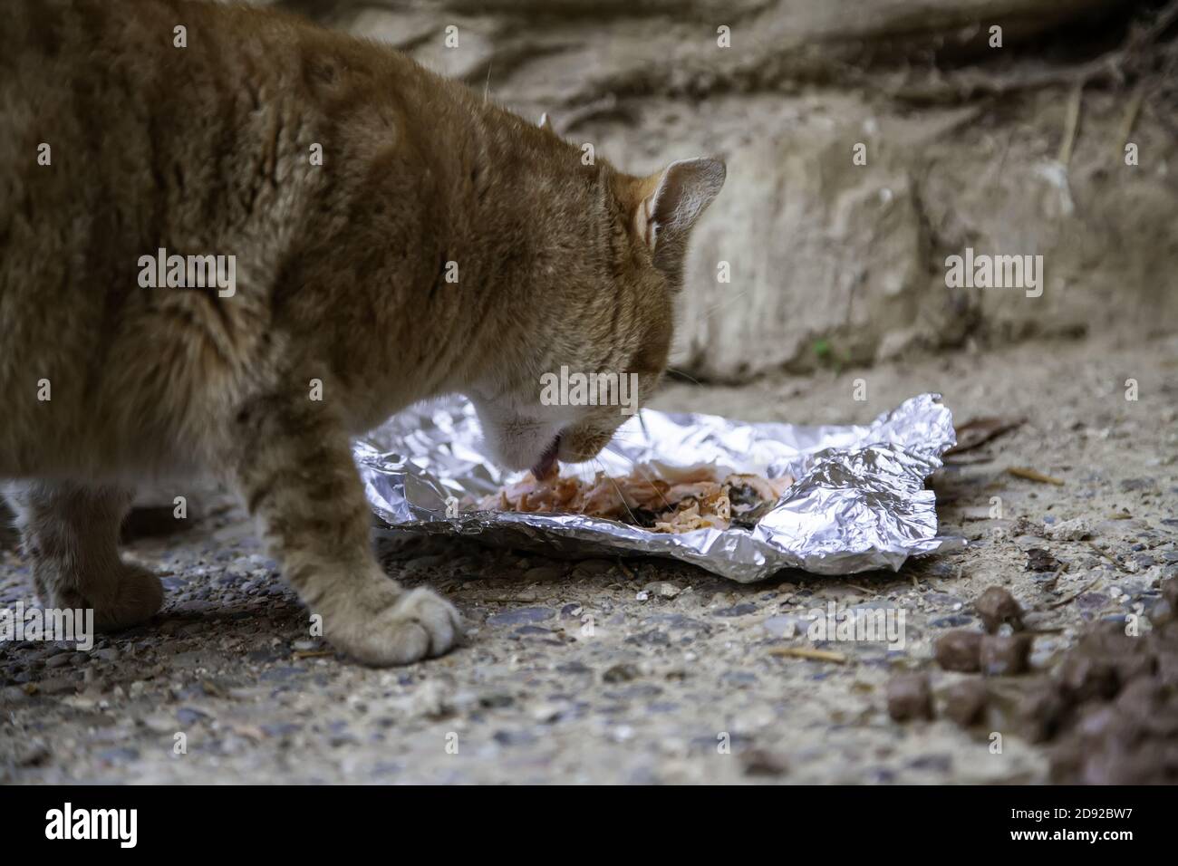 Stray cats eating in the street, detail of abandoned animals Stock ...
