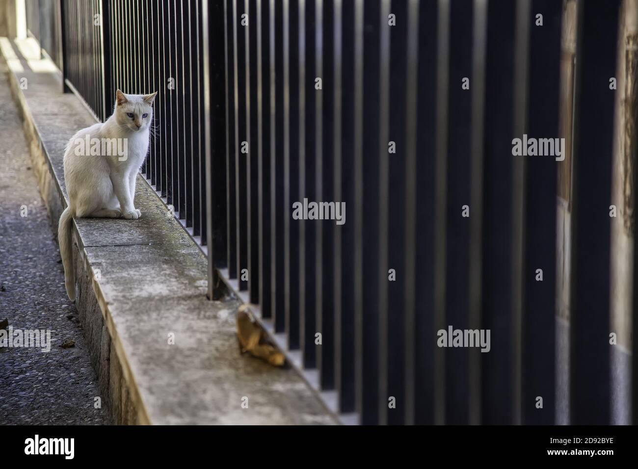 Cats on fence sitting on street, domestic stray animals, pet Stock ...