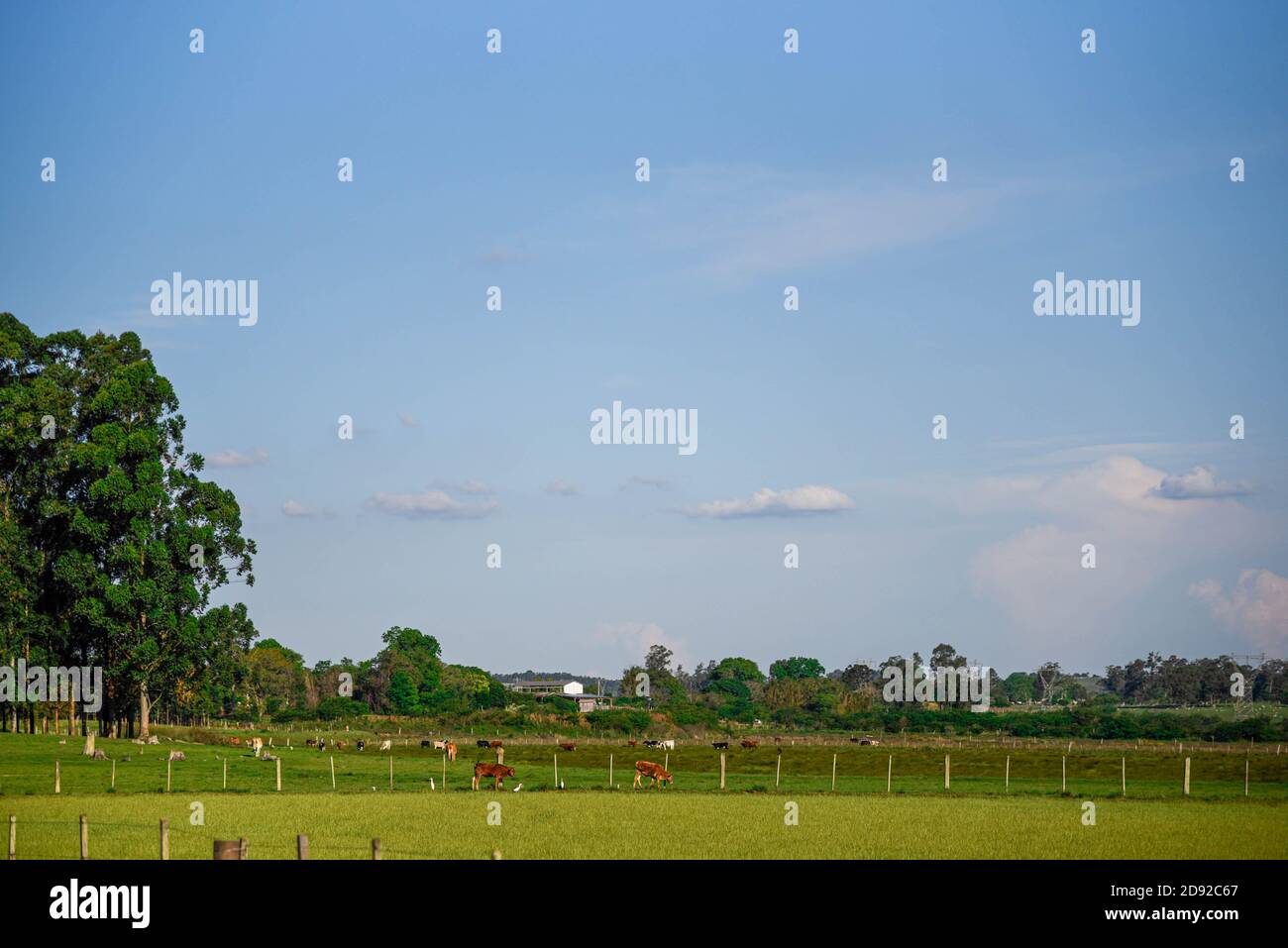 Extensive fattening hi-res stock photography and images - Alamy