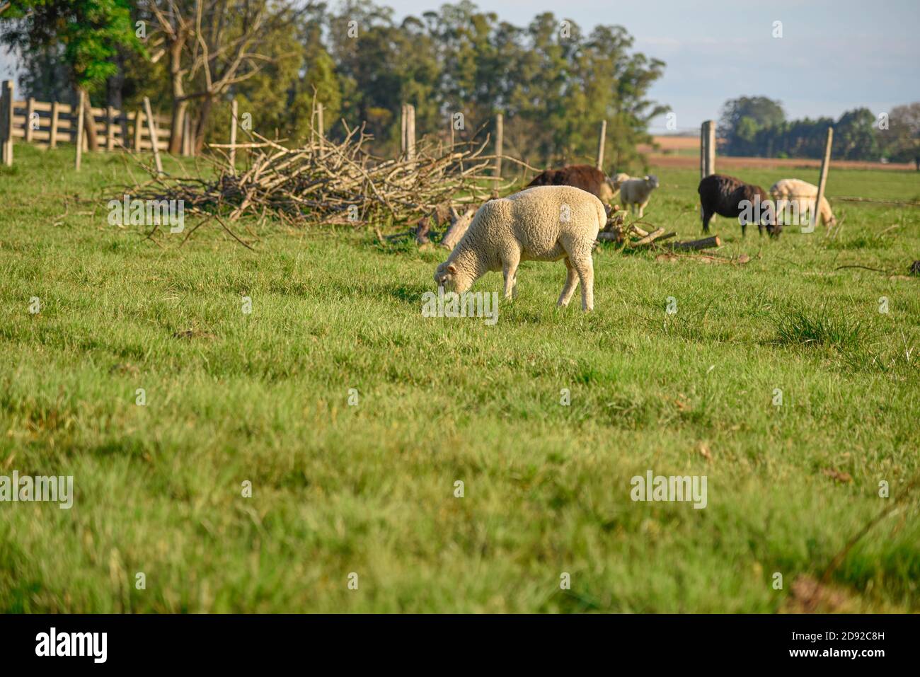 Flock of sheeps. Sheep feeding in a corral on a small rural property ...